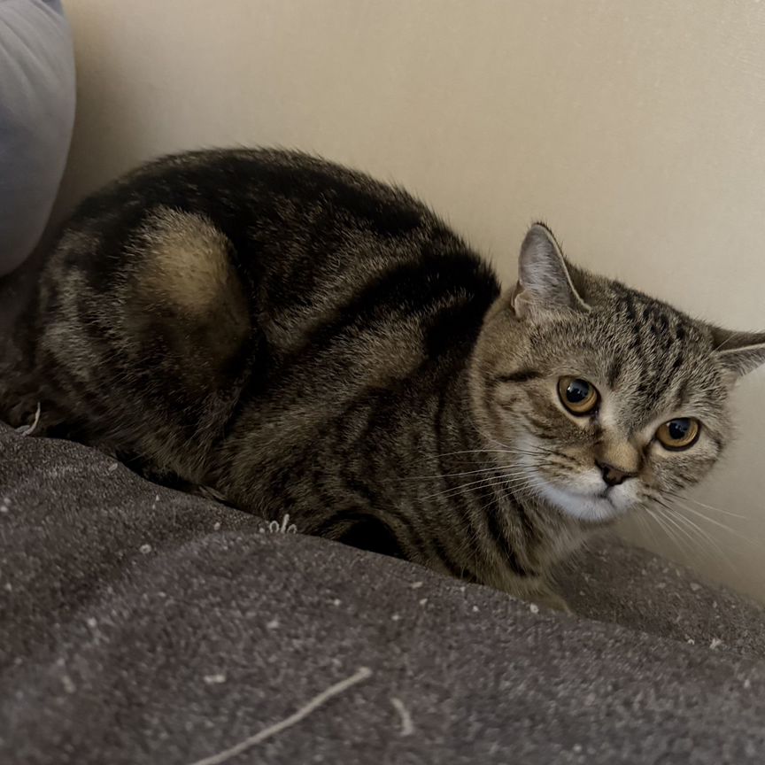 Шотландская вислоухая короткошёрстная, взрослая кошка