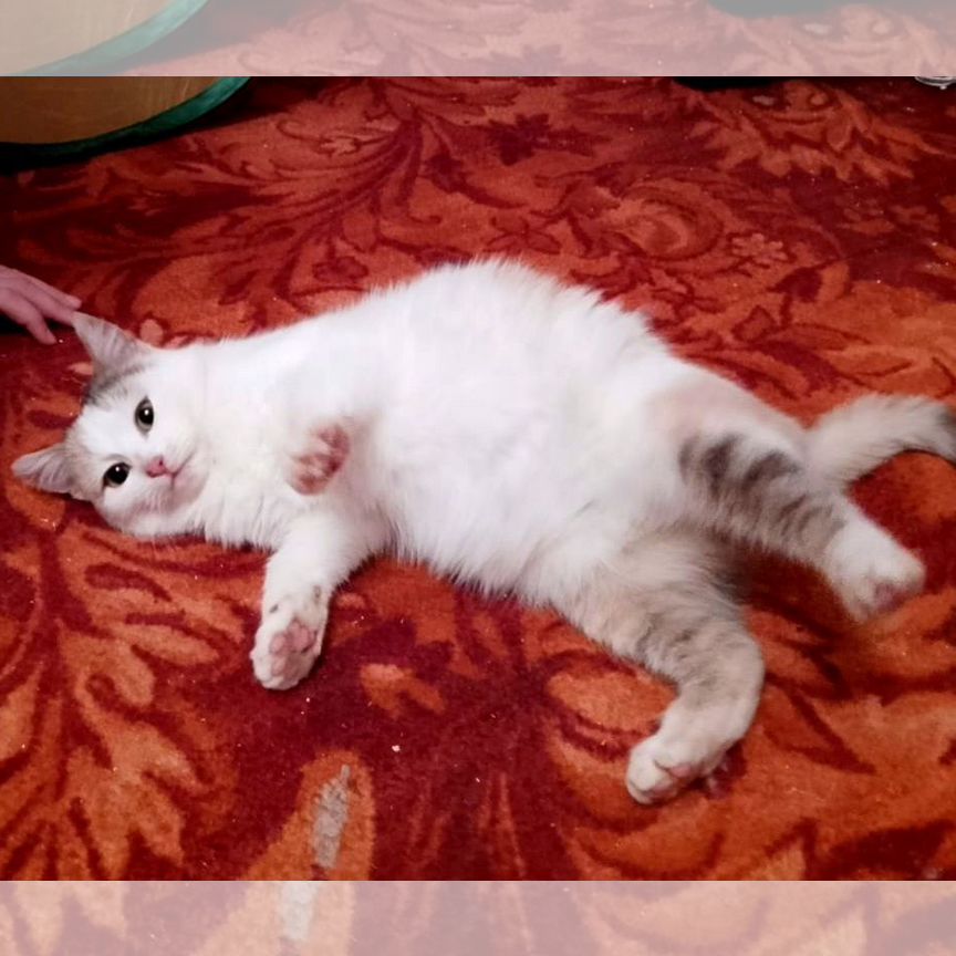 Сибирский котёнок