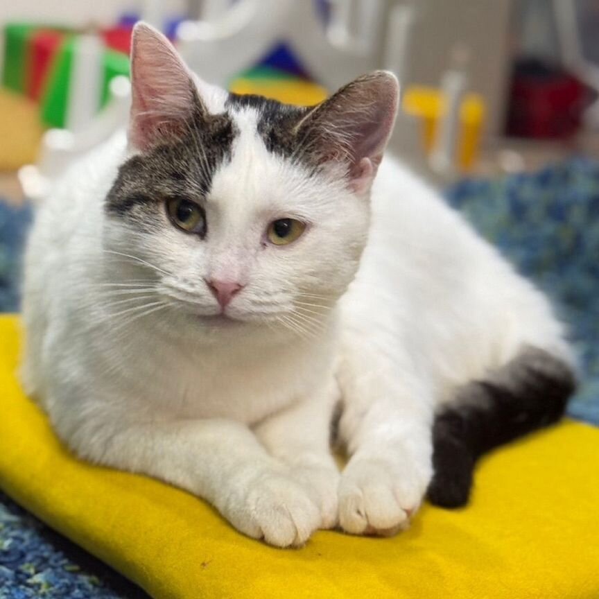 Котёнок в добрые руки