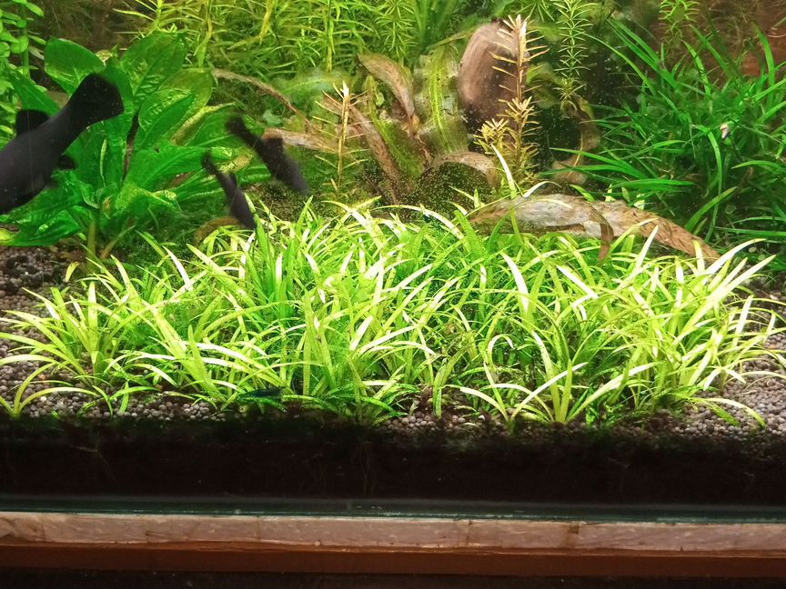 Аквариумные растения