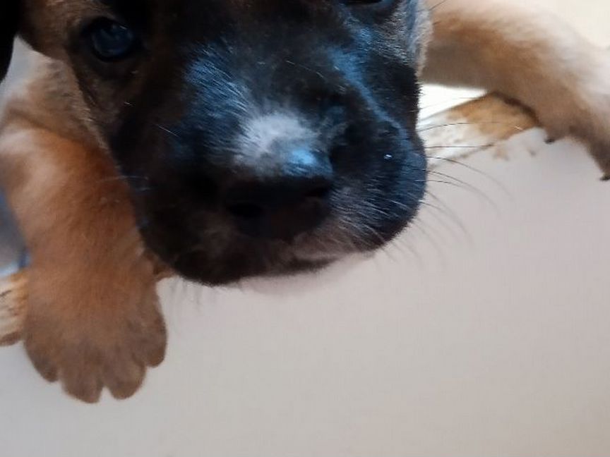 Щенки Стаффордширский терьер