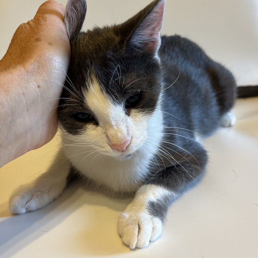 Милая и классная кошка Молли в любящие руки