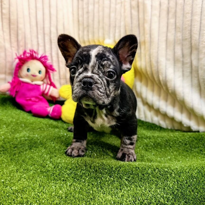 Французский бульдог