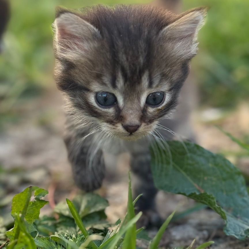 Котёнок в добрые руки