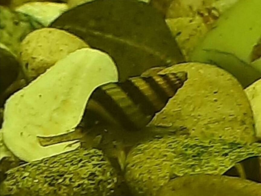 Улитки хилена