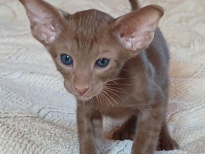 Ориентальные котята