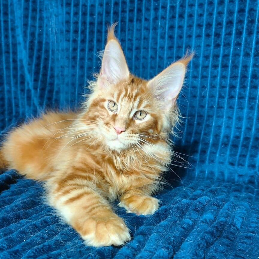Котята мейн-кун, рыжий