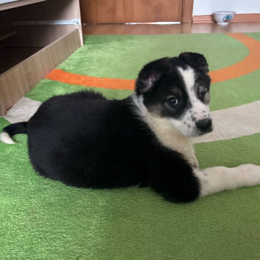 Щенок в добрые руки