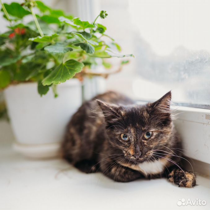 Котенок Ночка в добрые руки