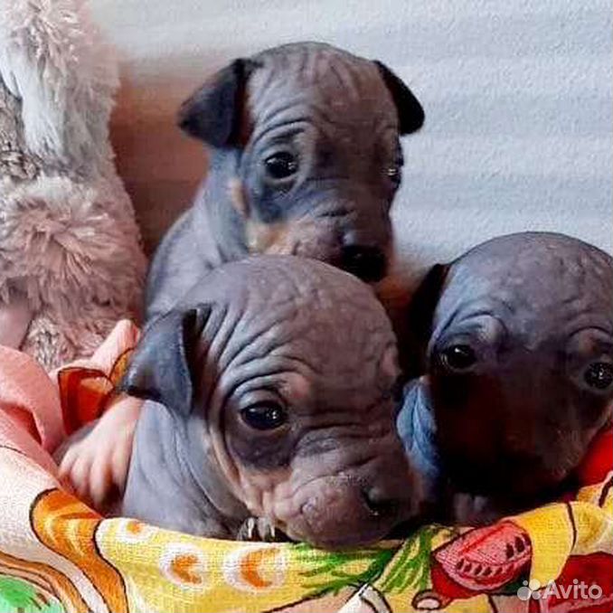 Чудесные щенки агт