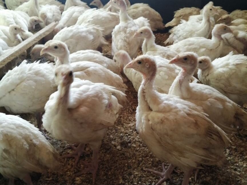 Продаём Индюков биг 6 2 месяца