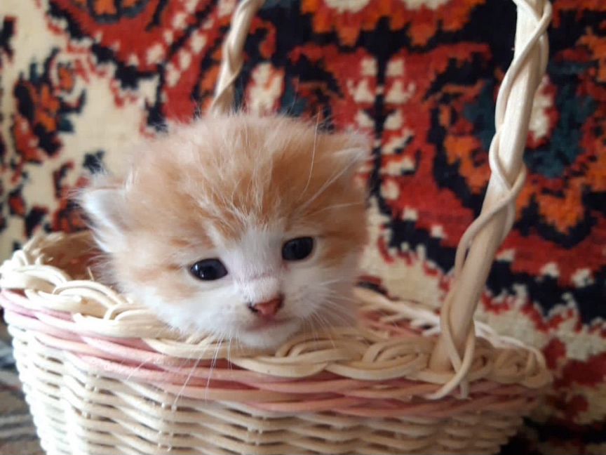 Котенок девочка Кнопа ищет дом