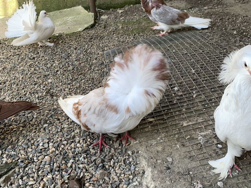 Голуби якобины