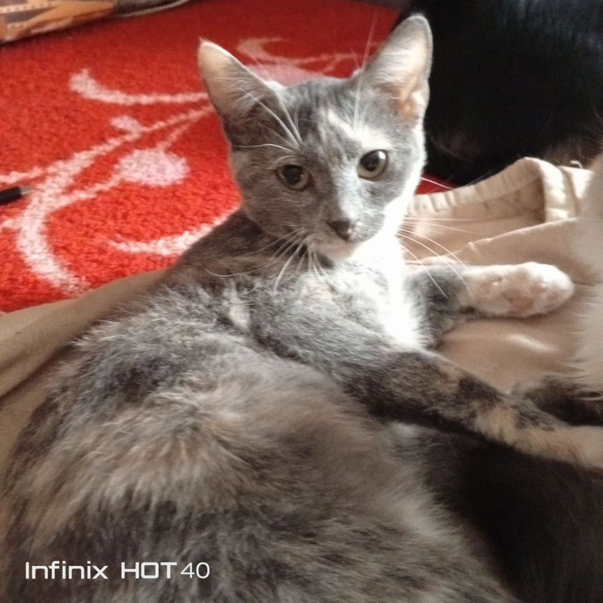 Котёнок в добрые руки