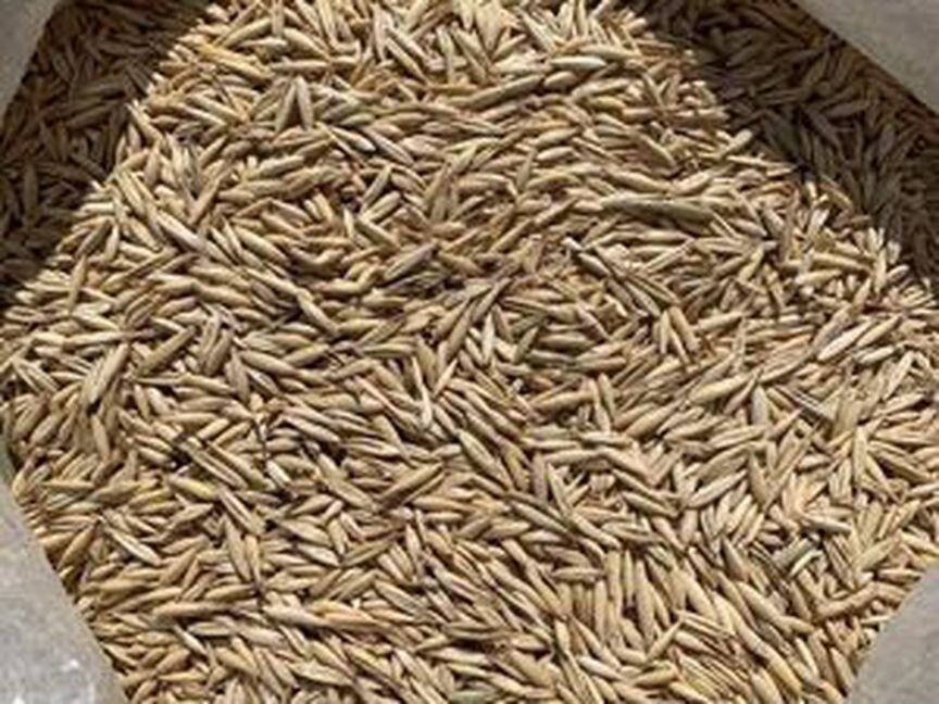 Зерно отходы (овес кормовой)