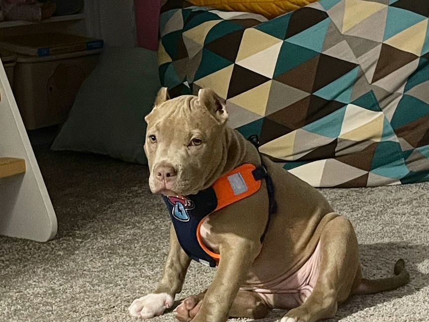 Шлейка для средней собаки