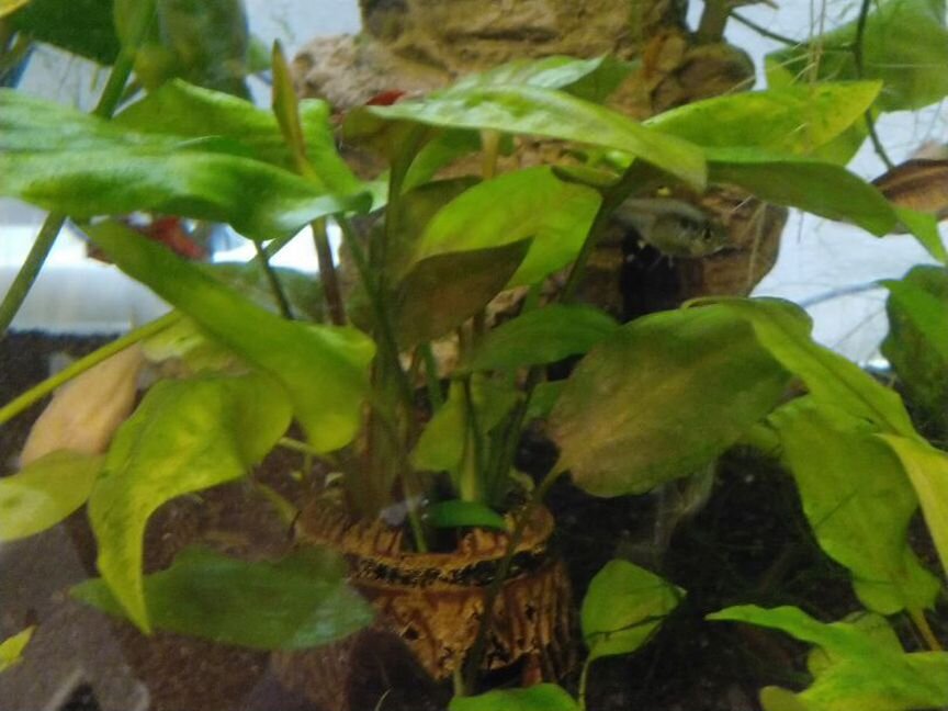 Криптокорина, папоротник, роголистник