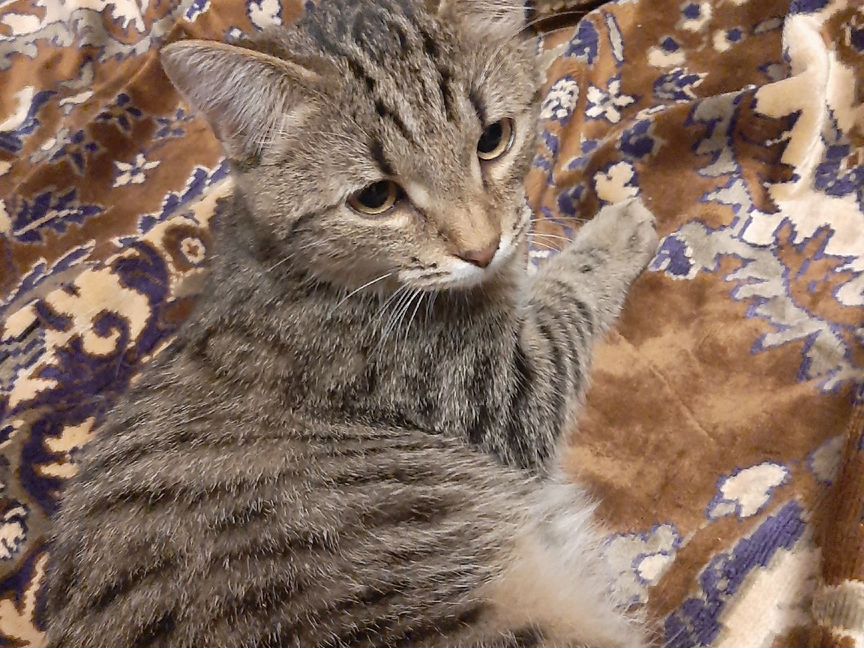 Кот