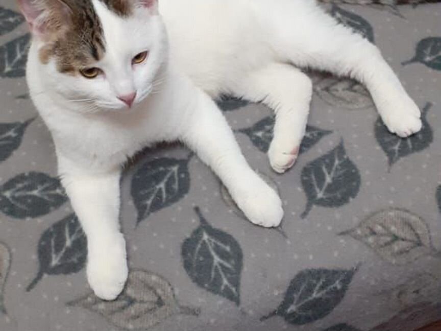 Котёнок Елисей, кастрированый
