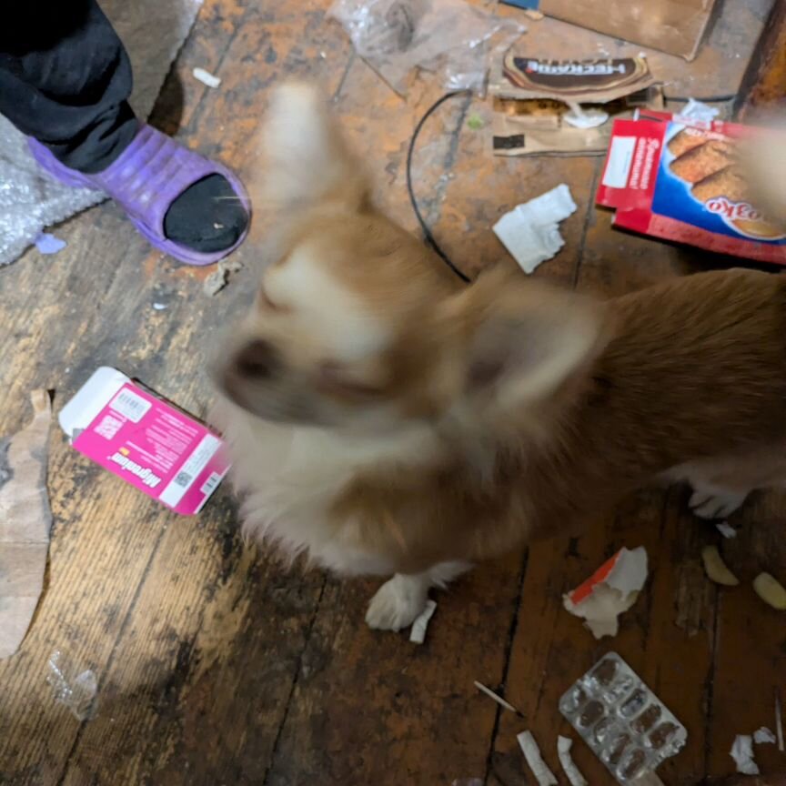 Чихуахуа, взрослый пёс