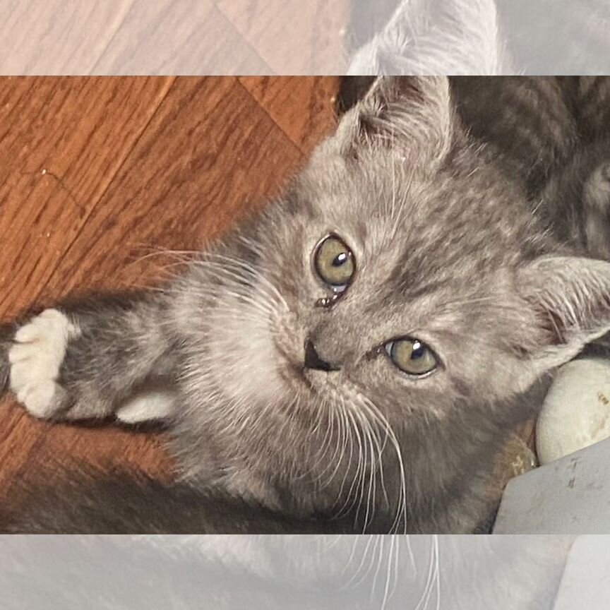 Британский короткошёрстный котёнок