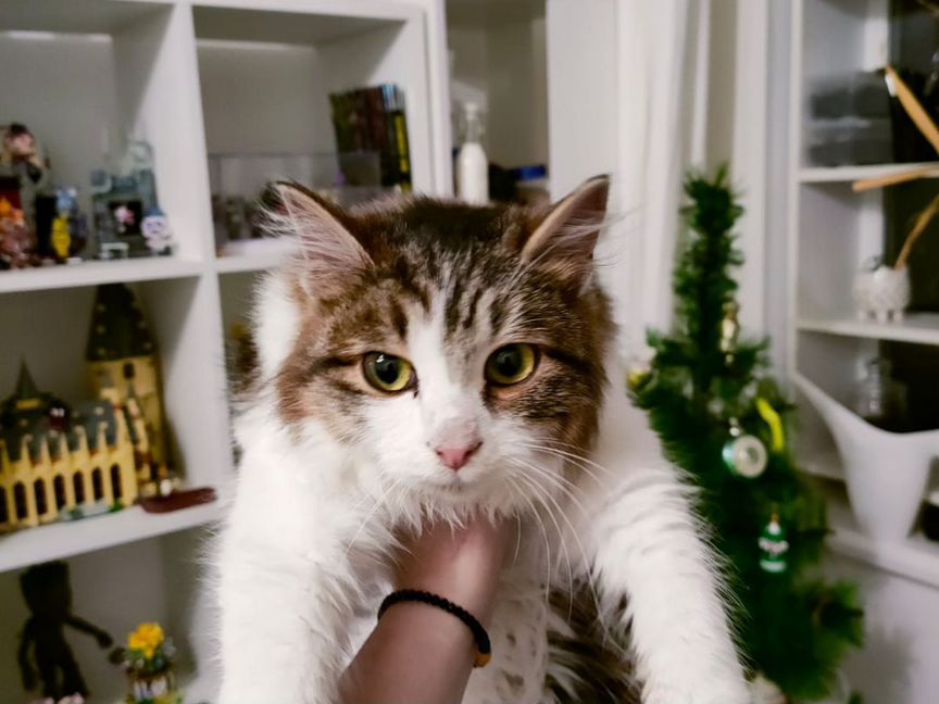 Котенок мальчик 5 месяцеа