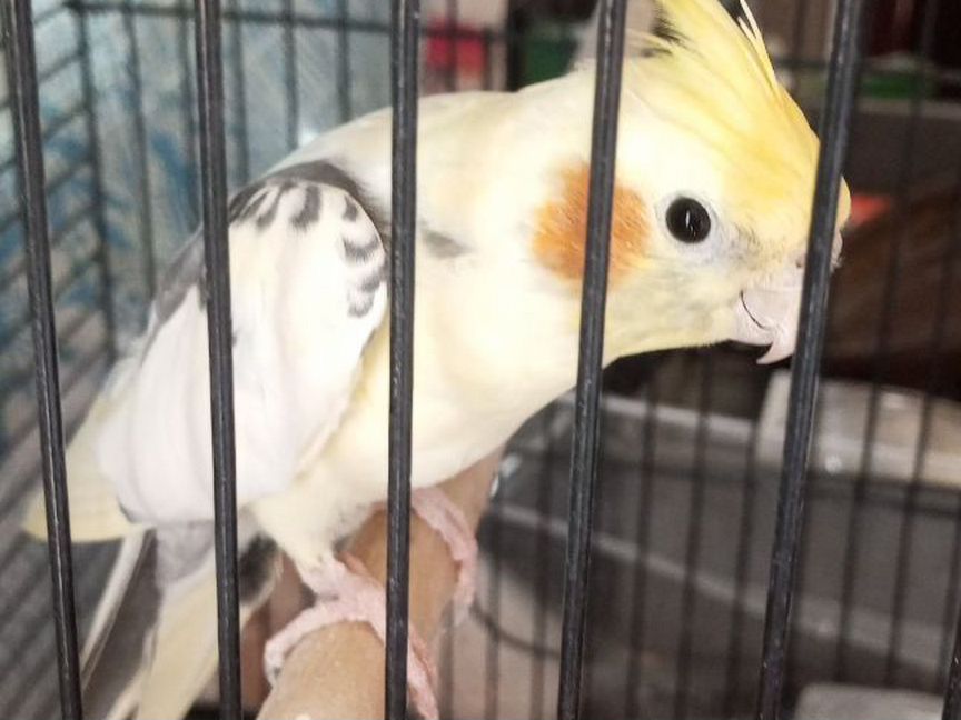 Отдам бесплатно попугая