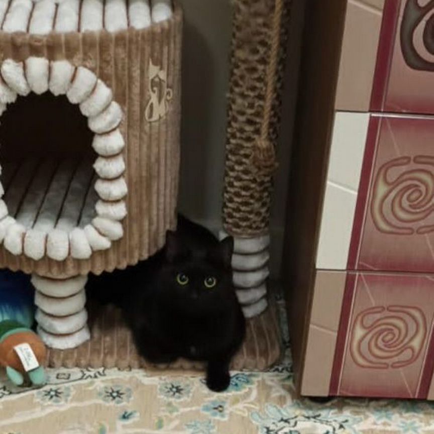 Кошечка Оливка ищет дом