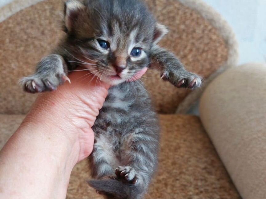 Бездомные котята ищут семью