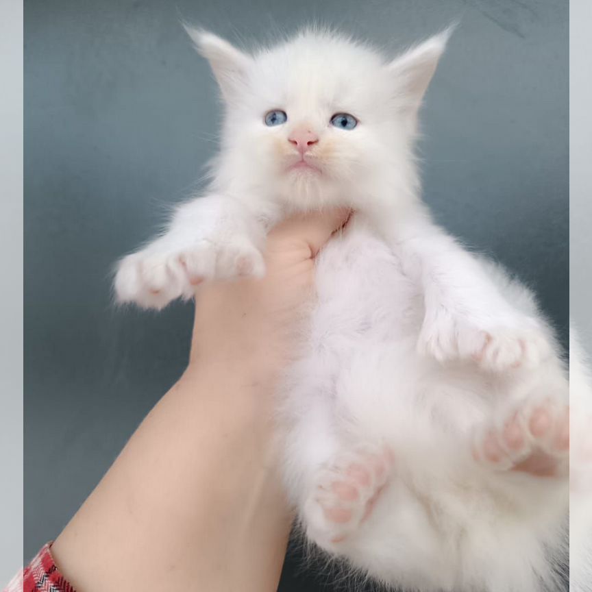 Мейн-кун котёнок