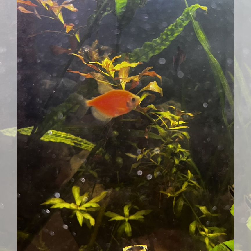 Тернеции карамельки