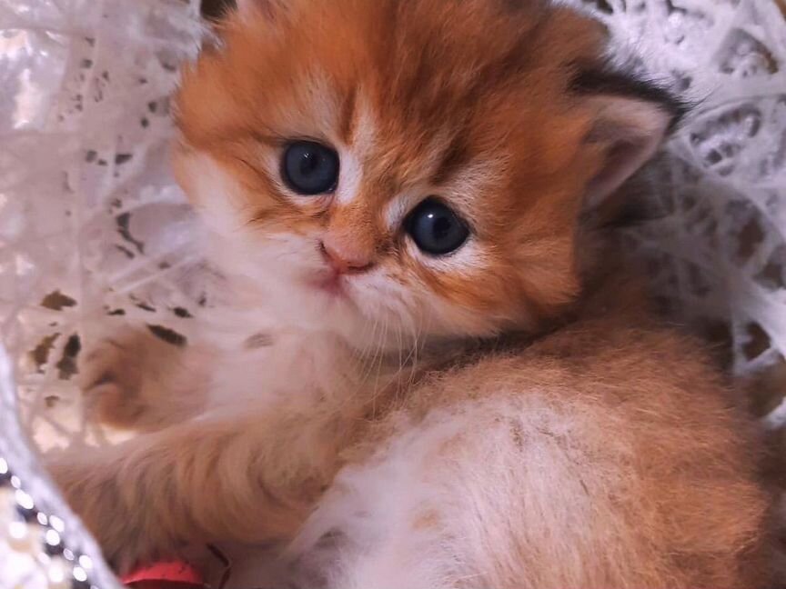 Британские котята золотая шиншилла
