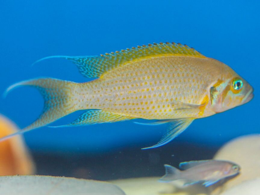 Неолампрологус пульхер Даффодил подростки