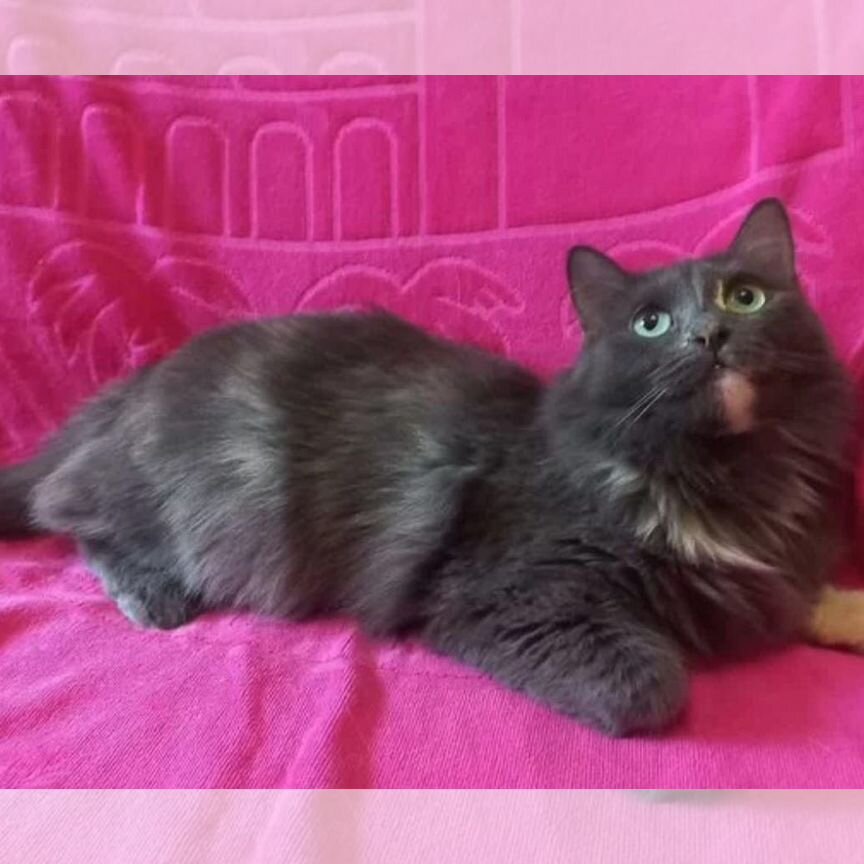 Кошки в добрые руки