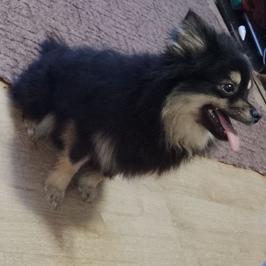 Померанский шпиц, щенок