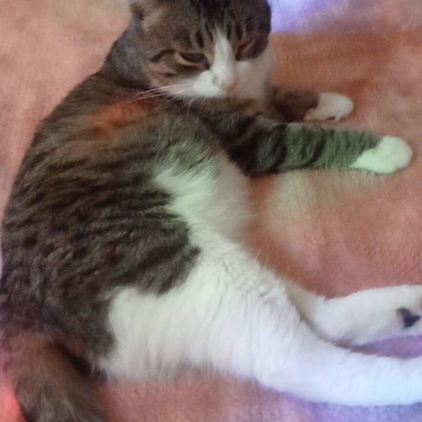 Котики бесплатно