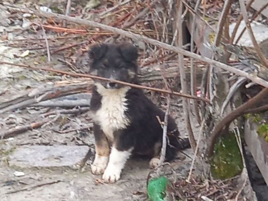 Щенок в добрые руки бесплатно