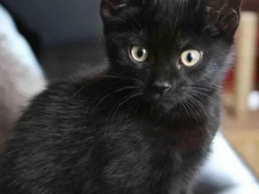 Котёнок к лотку приучен