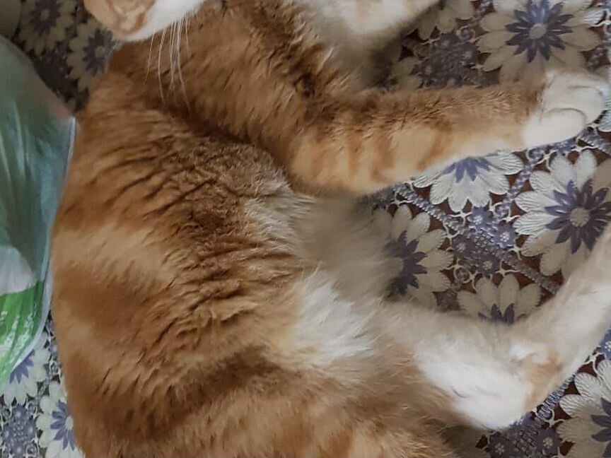 Кот Рыжик ищет дом