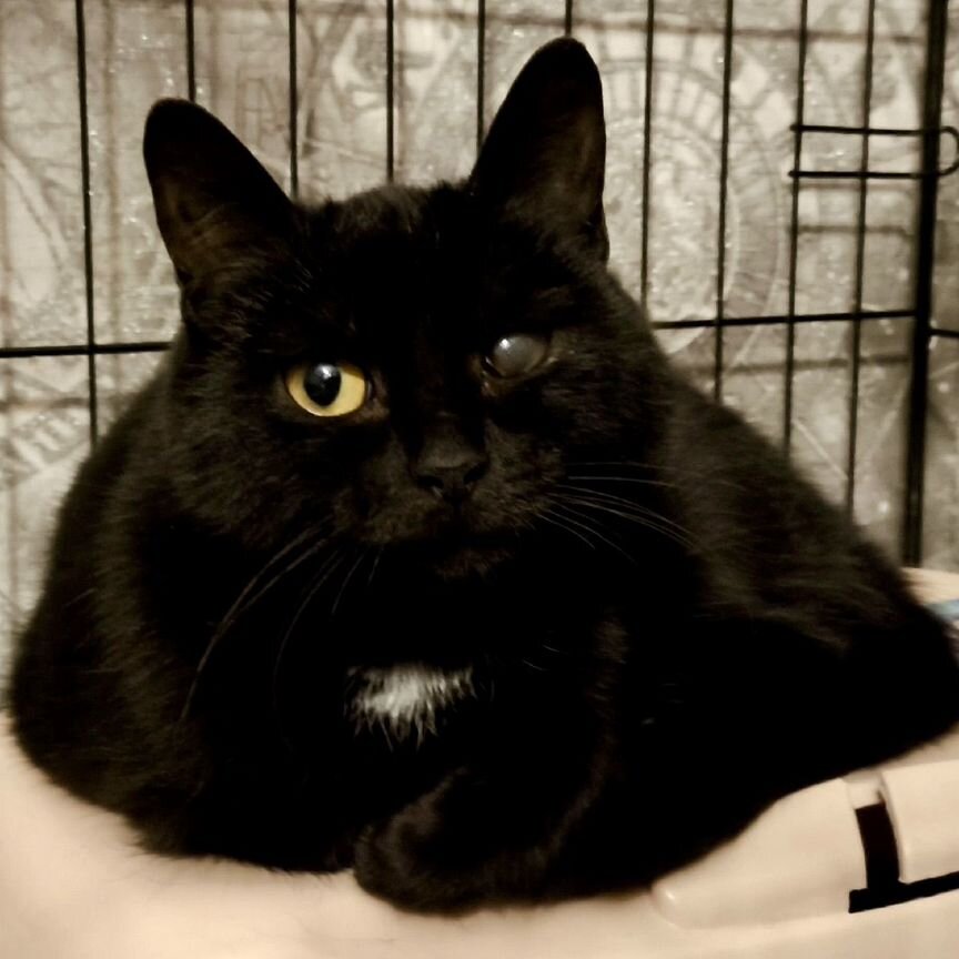 Особенная кошечка ждет хозяев