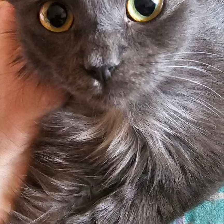 Изумительный котенок девочка