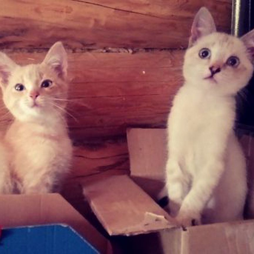Котята в добрые руки бесплатно