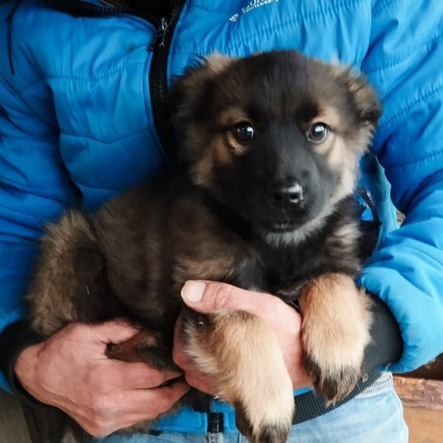 Щенок 2,5мес мальчик в частный дом