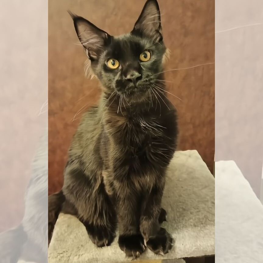 Мейн-кун котёнок