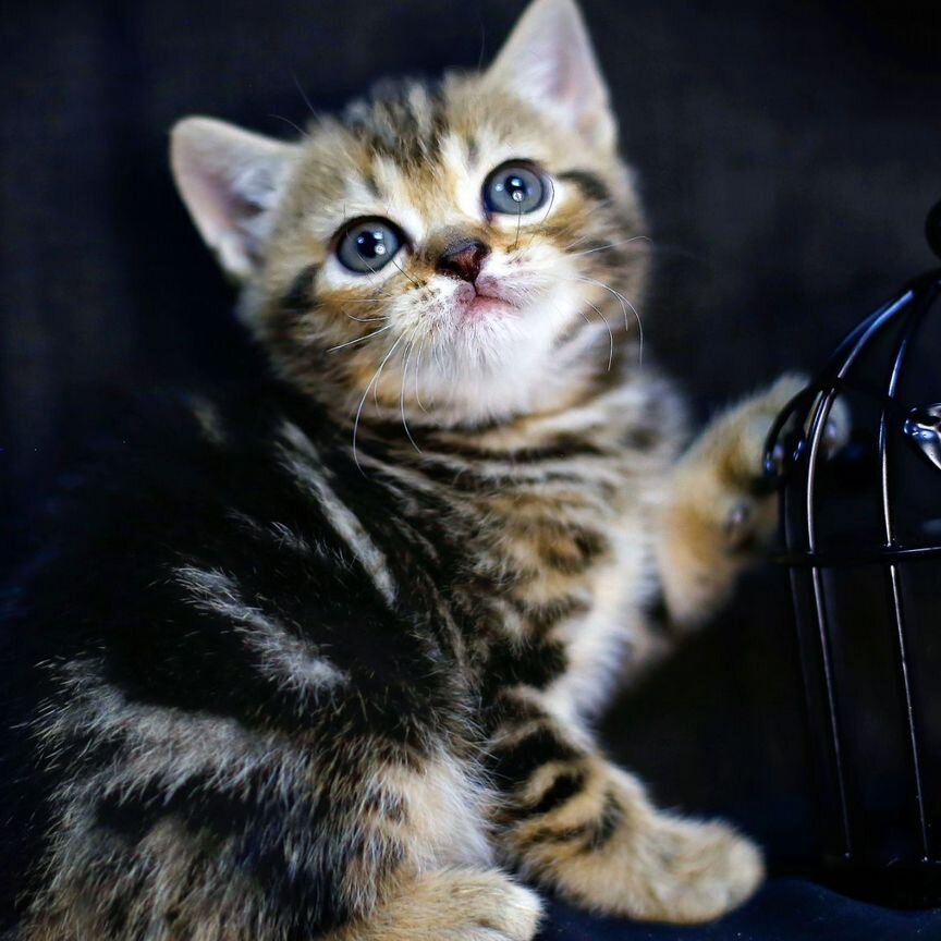 Шотландские золотые котята