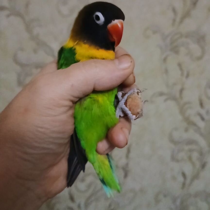 Неразлучник