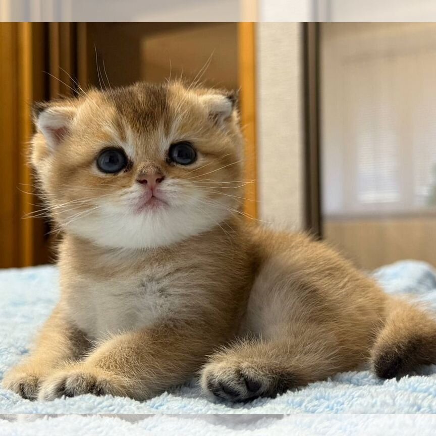 Шотландские вислоухие котята золотая шиншилла