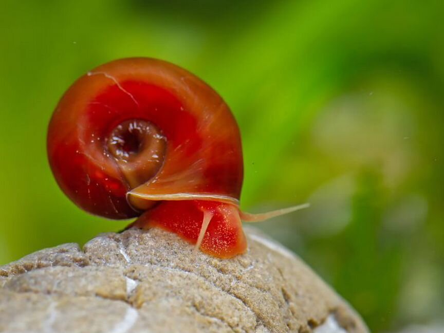 Улитка катушка красная