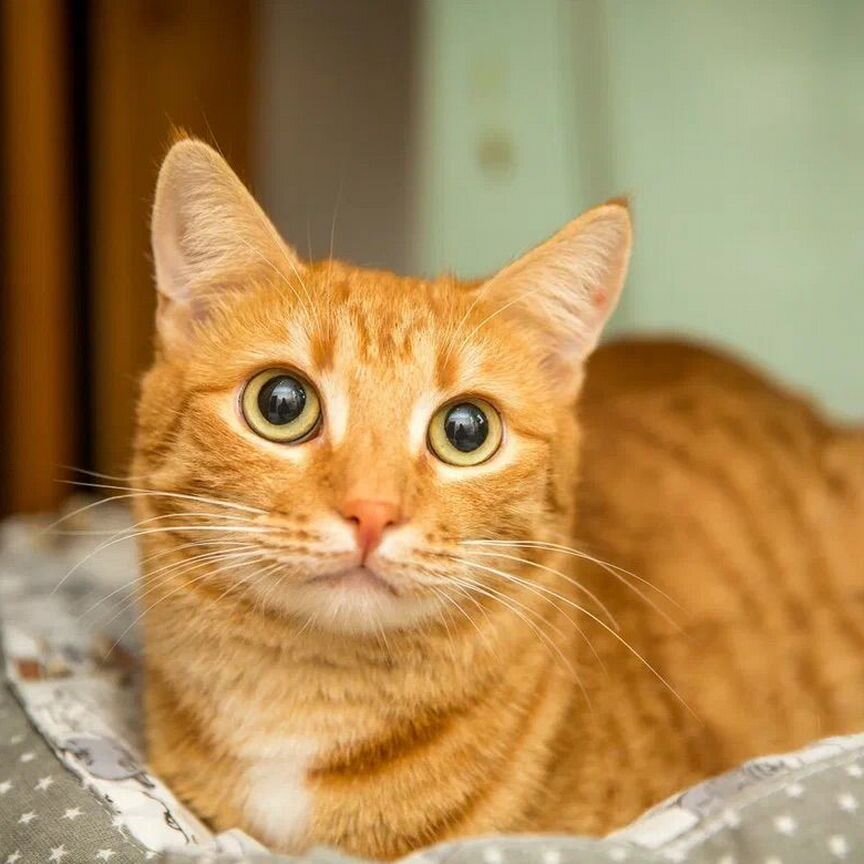 Котик Юпитер