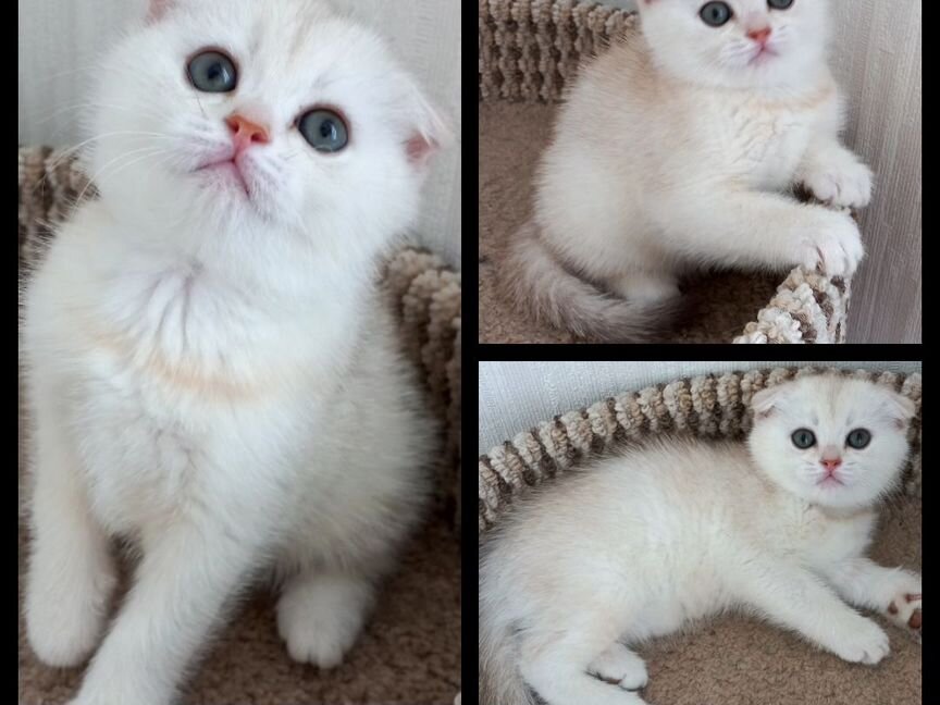 Котята золотая шиншилла